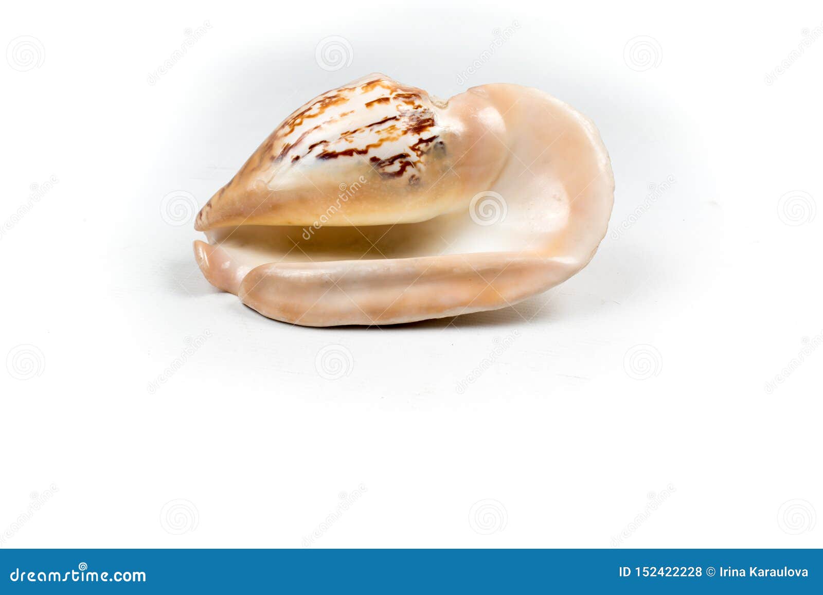 The Nautilus Shell Isolated on White Background Stock Photo - Image of ...