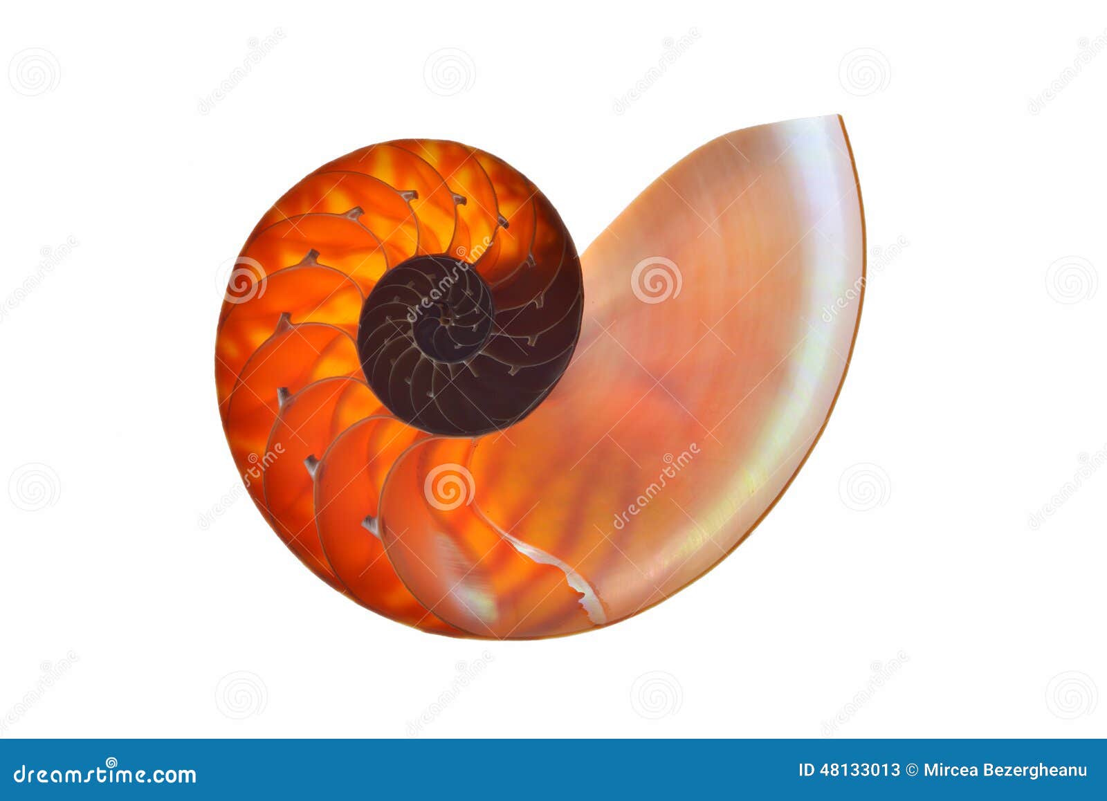 Nautilus Shell Isolated on White Background Stock Image - Image of ...