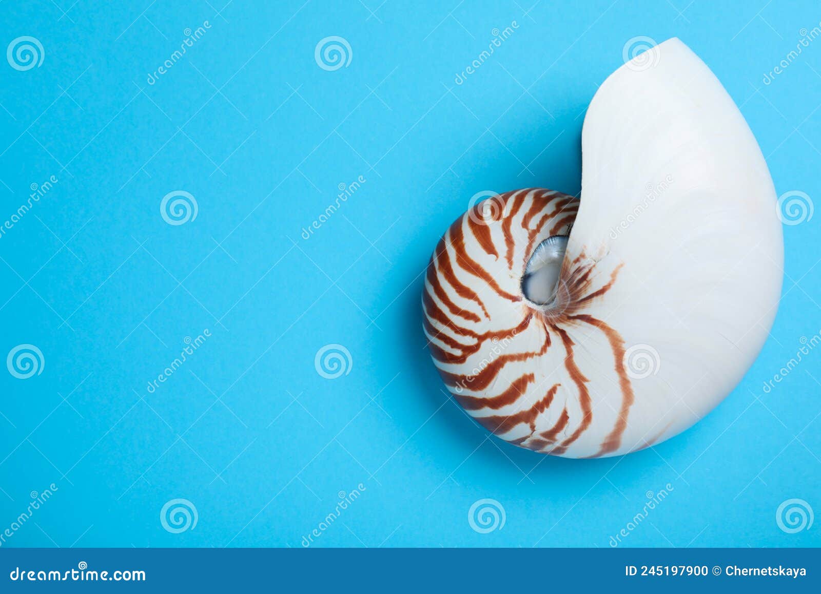 Nautilus Shell on Light Blue Background, Top View. Space for Text Stock ...