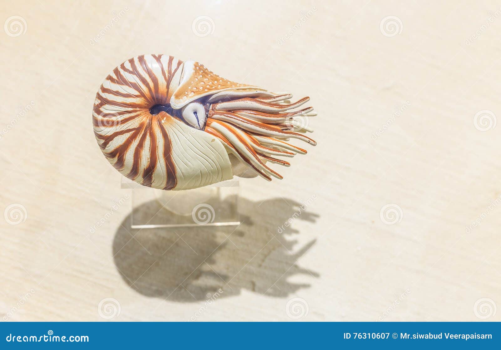 Nautilus Shell stock image. Image of muse, closeup, helix - 76310607