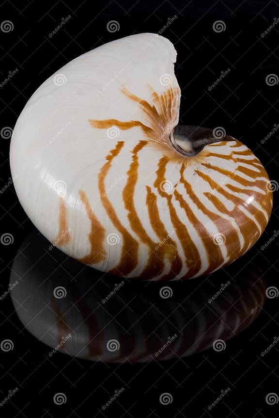 Nautilus Shell (Nautilus Macromphalus) Stock Image - Image of life ...