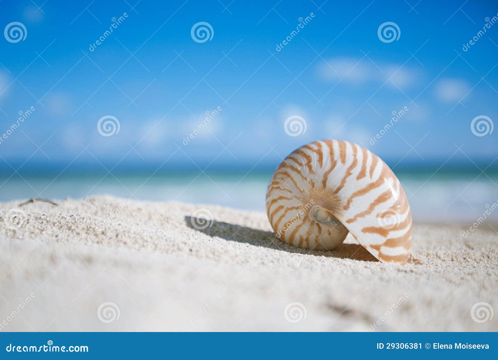 Nautilus Shell with Ocean , Beach and Seascape Stock Image - Image of ...