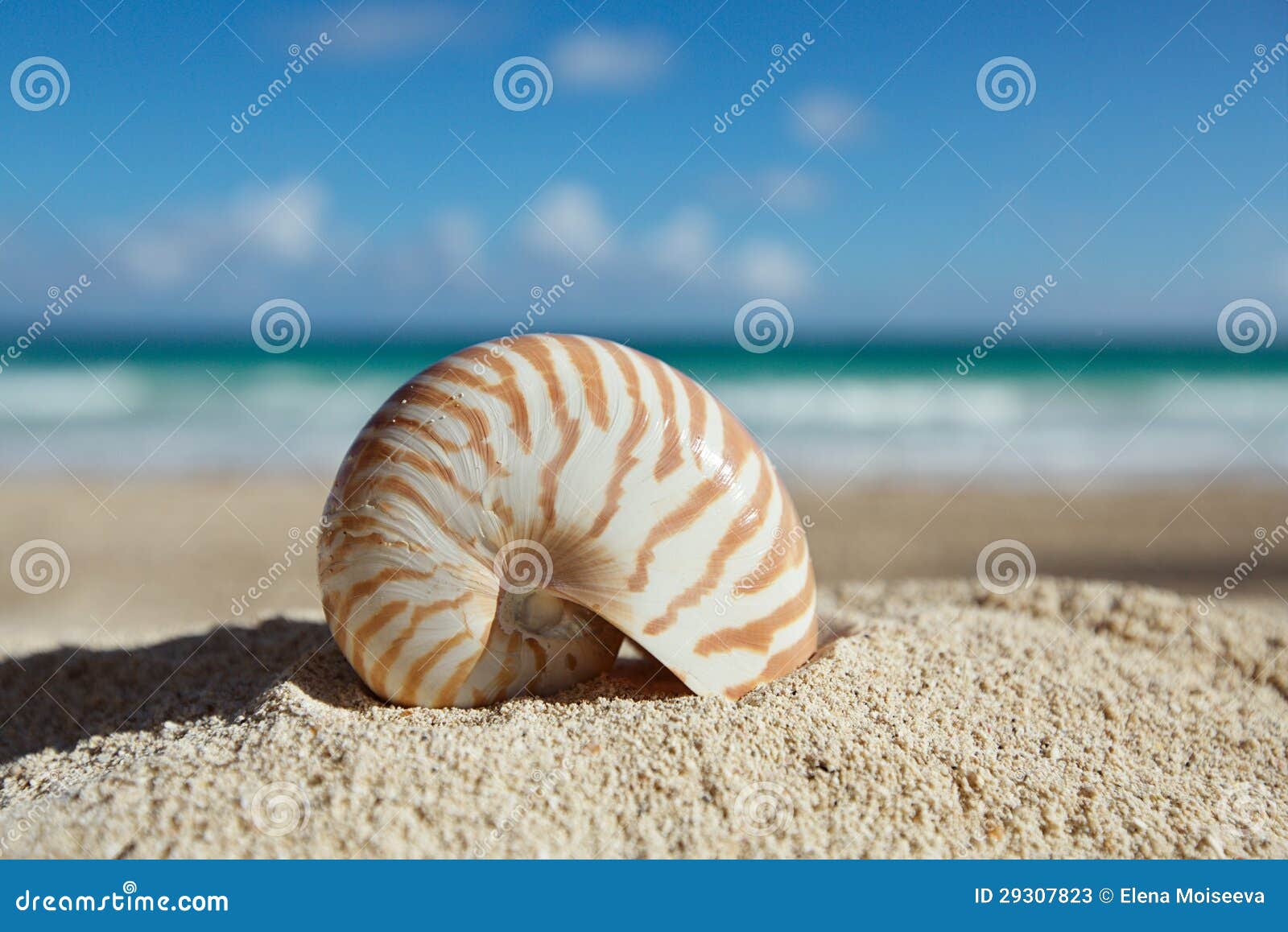 Nautilus Shell with Ocean , Beach and Seascape, Shallow Dof Stock Image ...