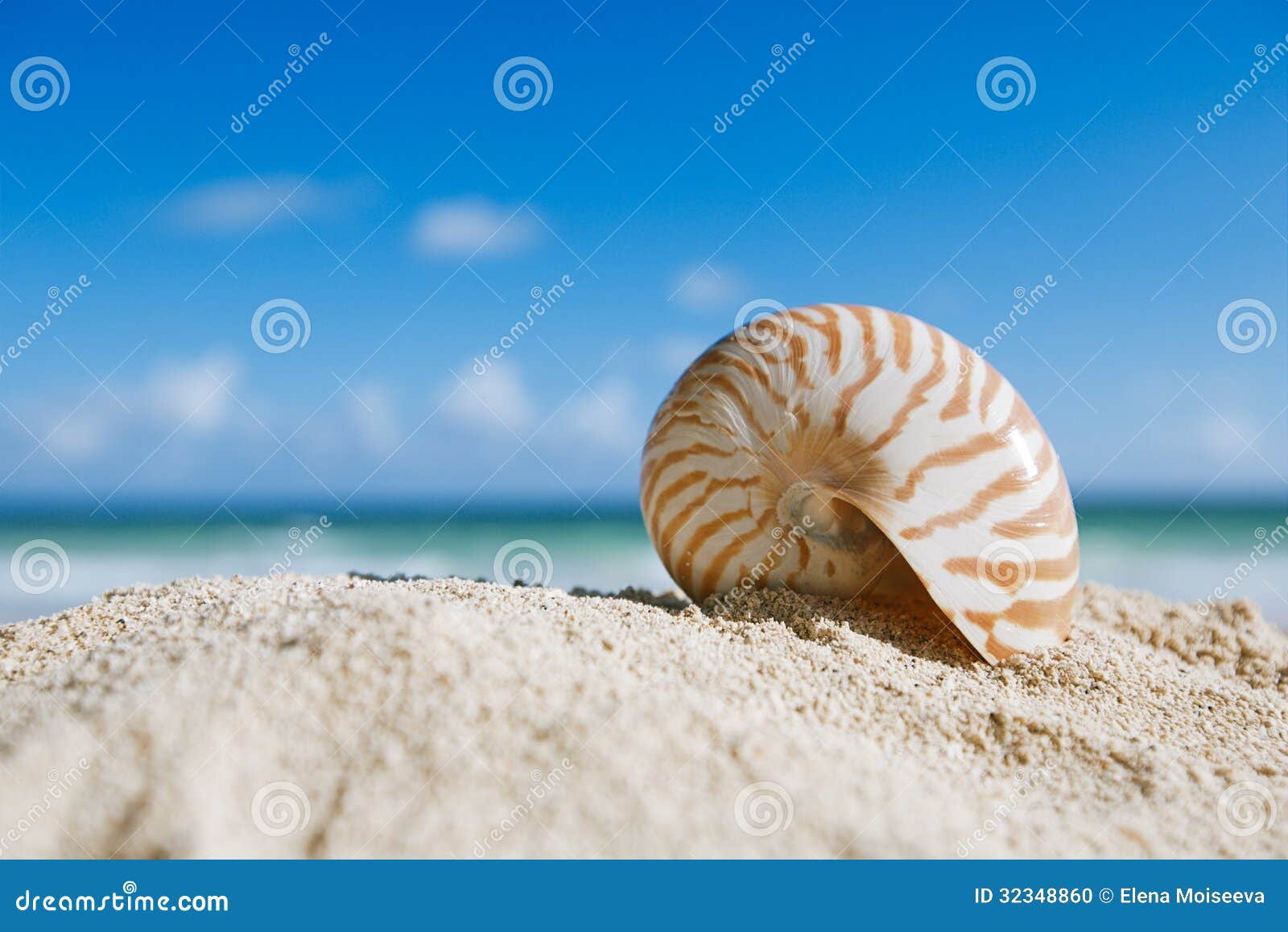 Nautilus Shell with Ocean , Beach and Seascape, Shallow Dof Stock Photo ...