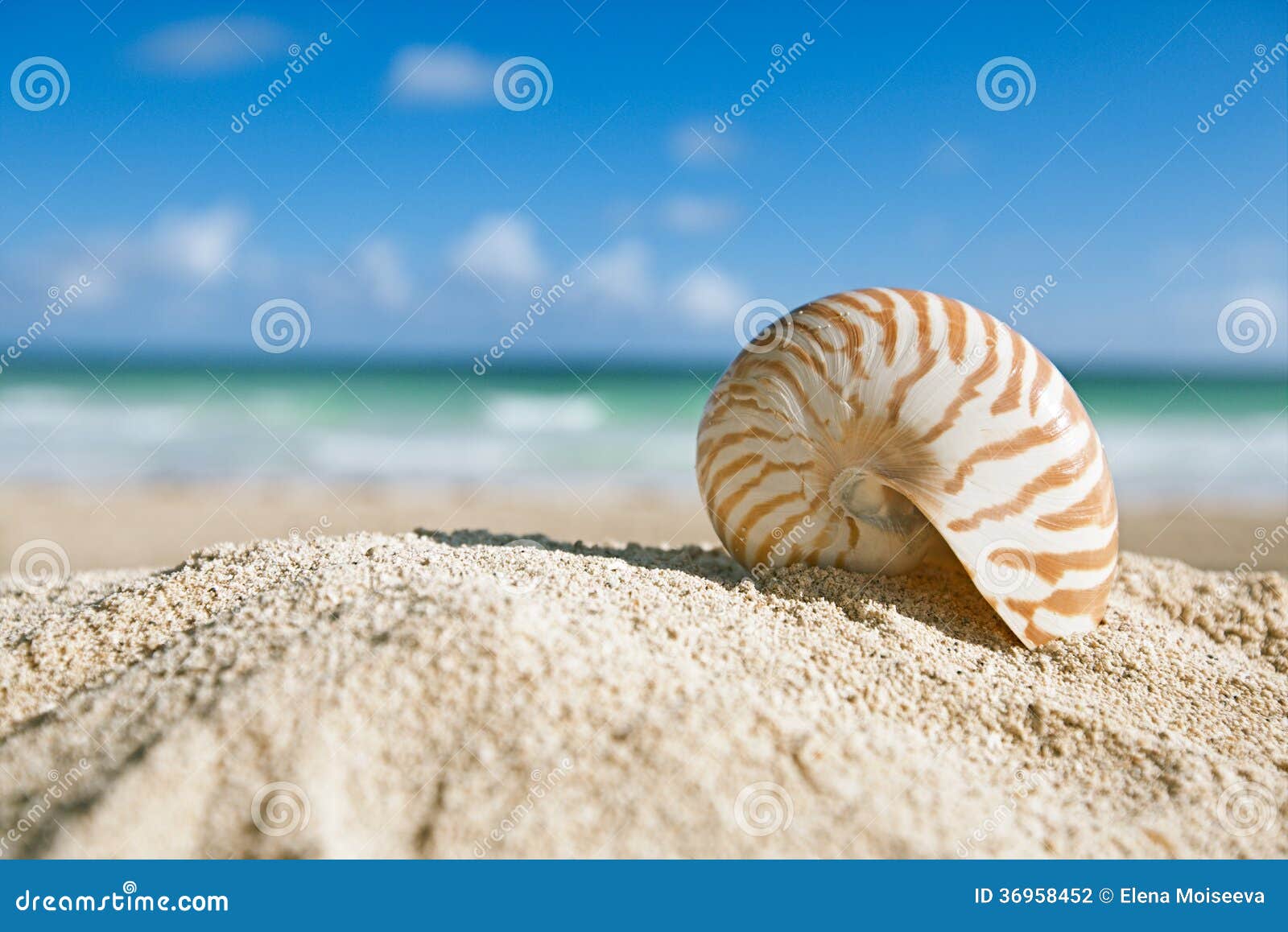 Nautilus Shell with Ocean , Beach and Seascape, Shallow Dof Stock Photo ...