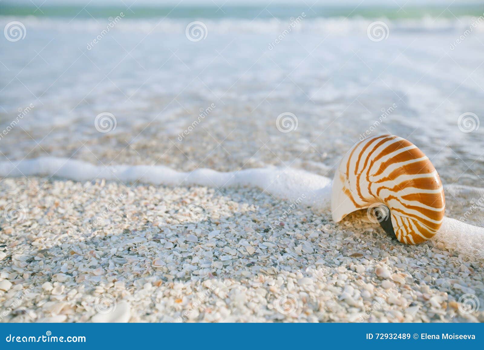 Nautilus Shell in Ocean with Waves Under the Sun Light Stock Image ...