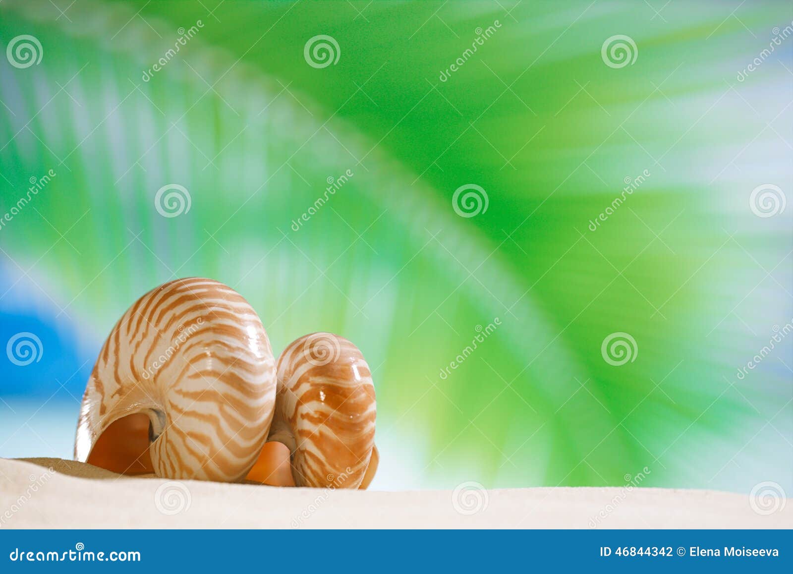 Nautilus Shell with Palm Leaf , Beach and Seascape Stock Photo - Image ...