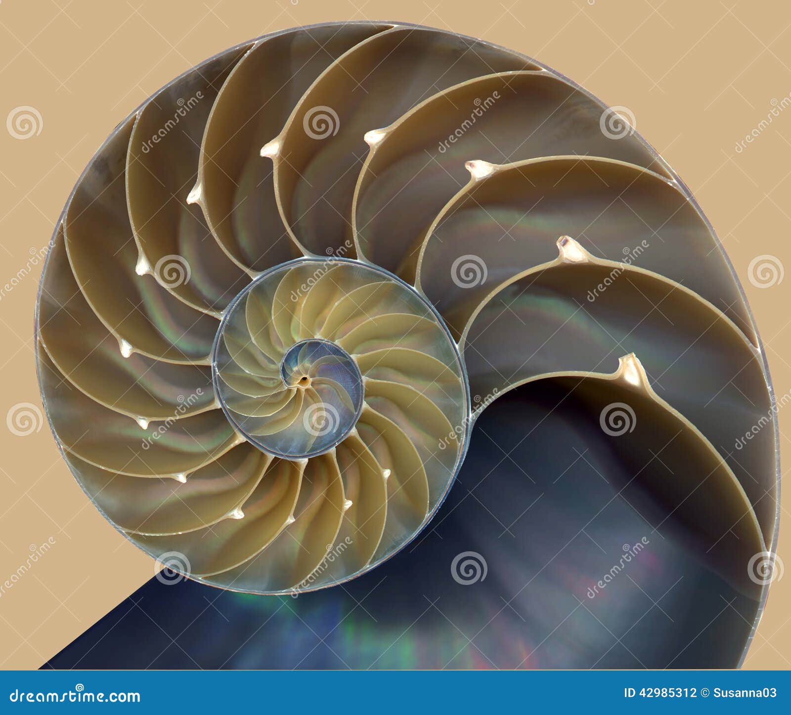 Nautilus shell pattern stock photo. Image of discover - 42985312