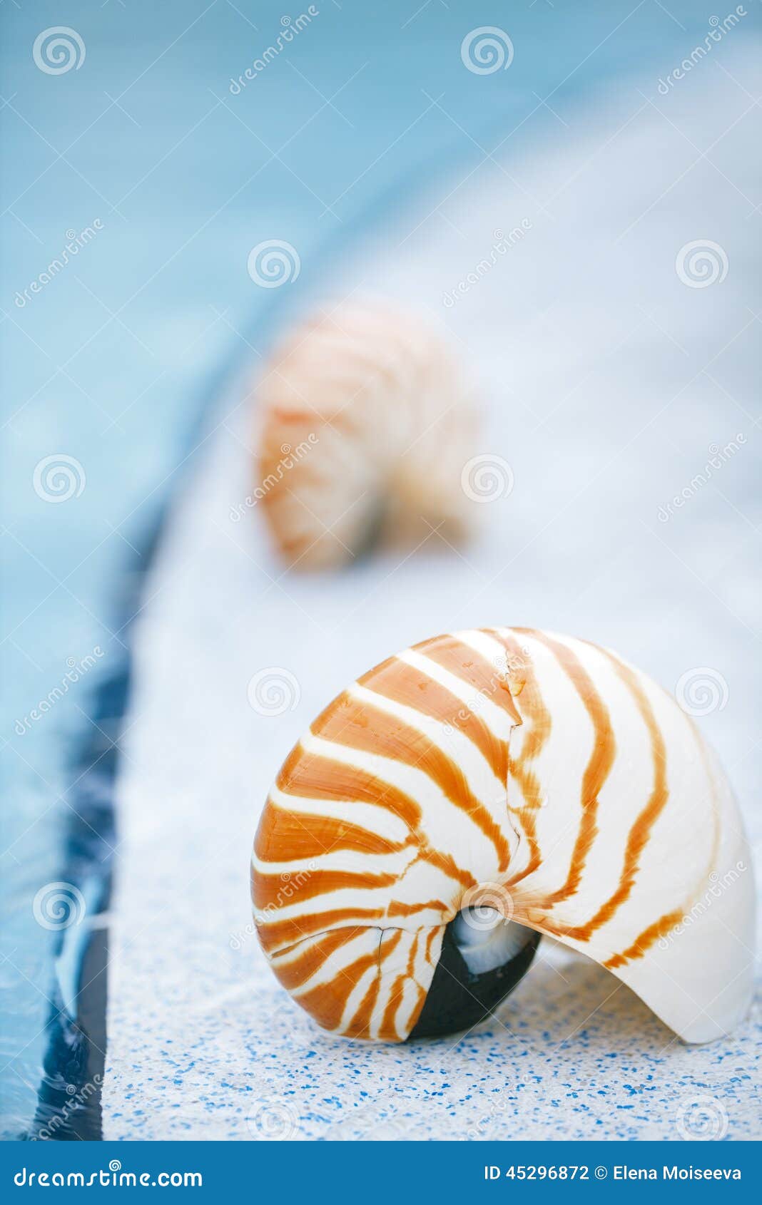 The Edge Of The Shell, Stock Photography | CartoonDealer.com #150962348