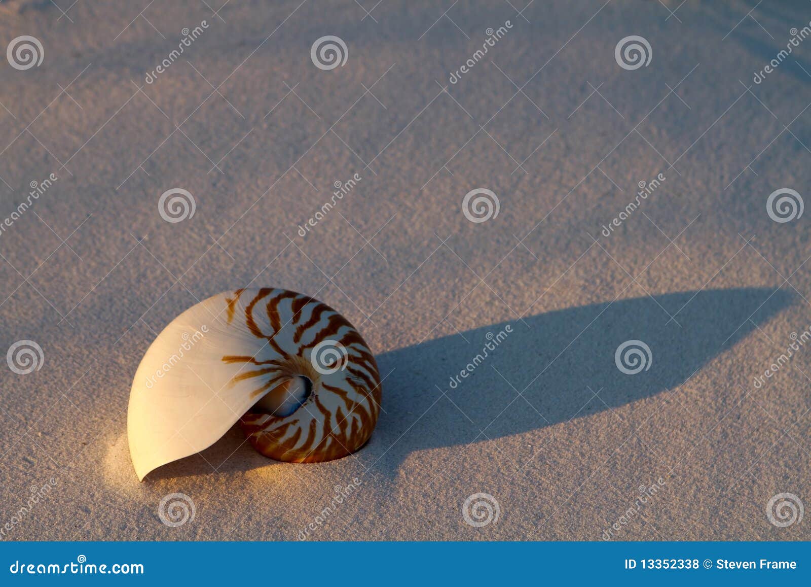 Nautilus Shell Symmetry Fibonacci Half Cross Section Spiral Golden ...