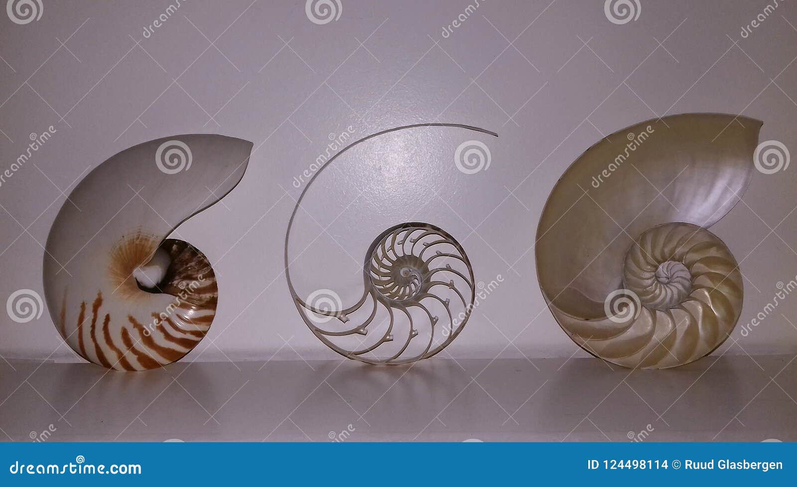 Nautilus Shell, that`s How it Looks on the Inside Stock Photo - Image ...
