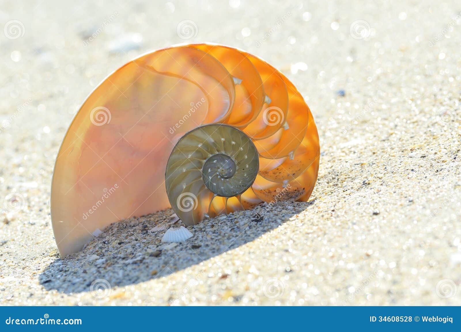 Nautilus shell stock photo. Image of large, pompilius - 34608528