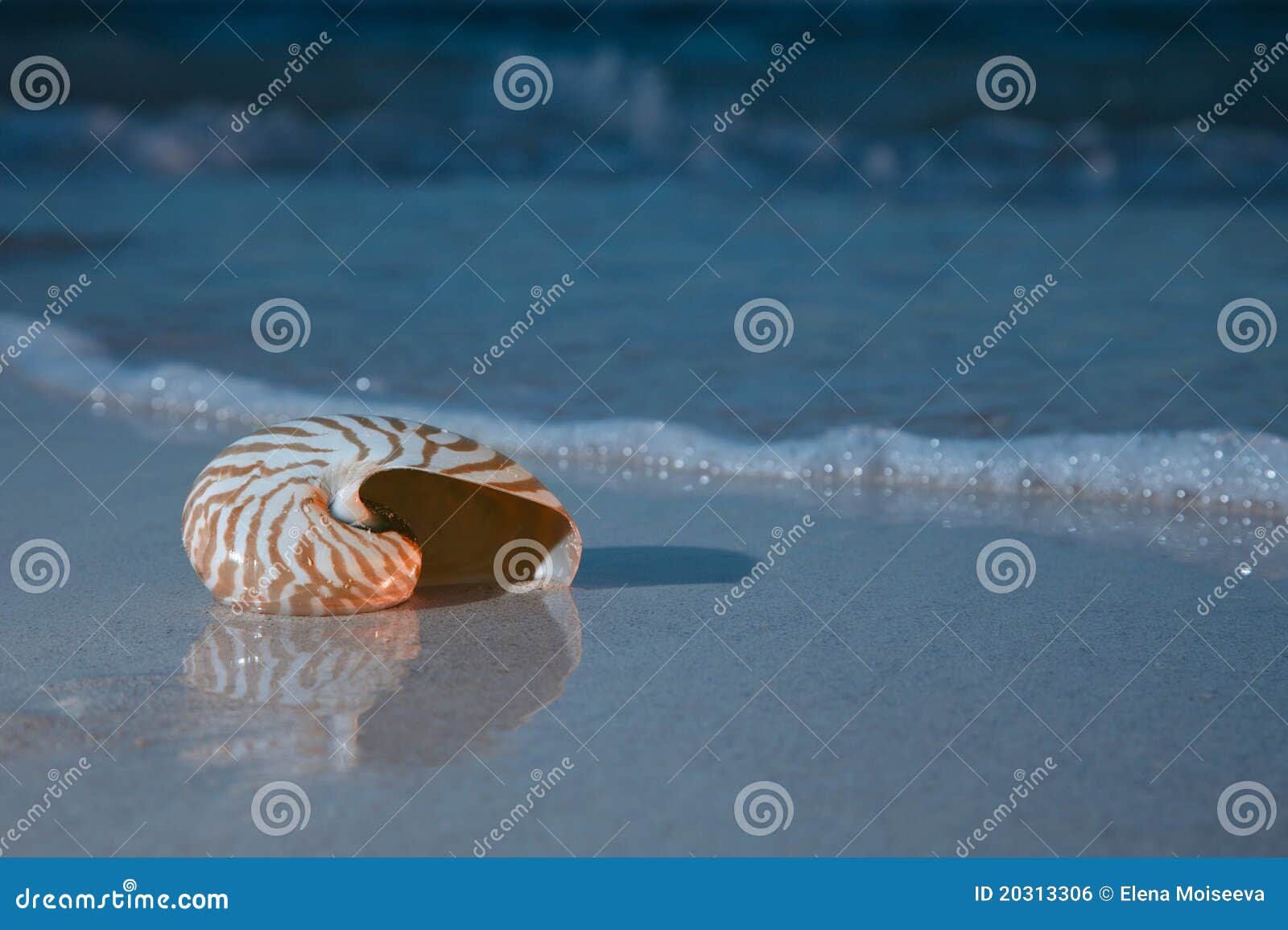 Nautilus Shell in the Sea in the Night Stock Photo - Image of faraway ...
