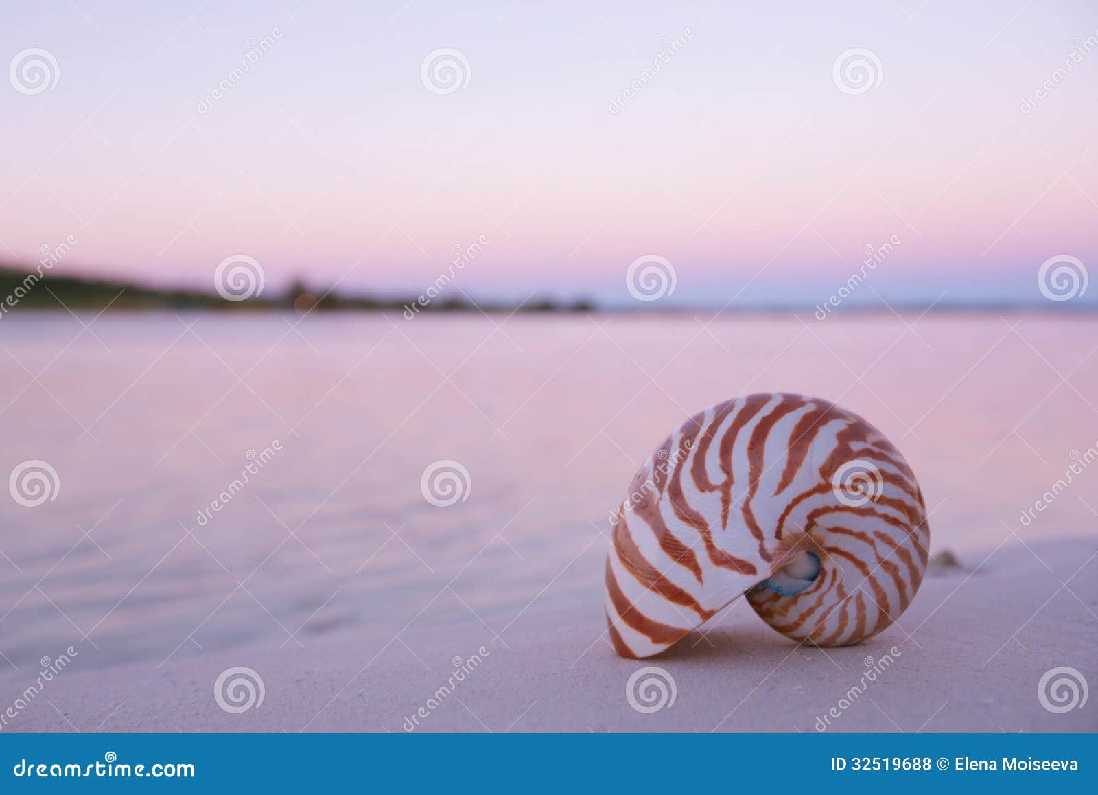 Nautilus Shell in the Sea , Sunrise, Dark Pink Light Stock Photo ...