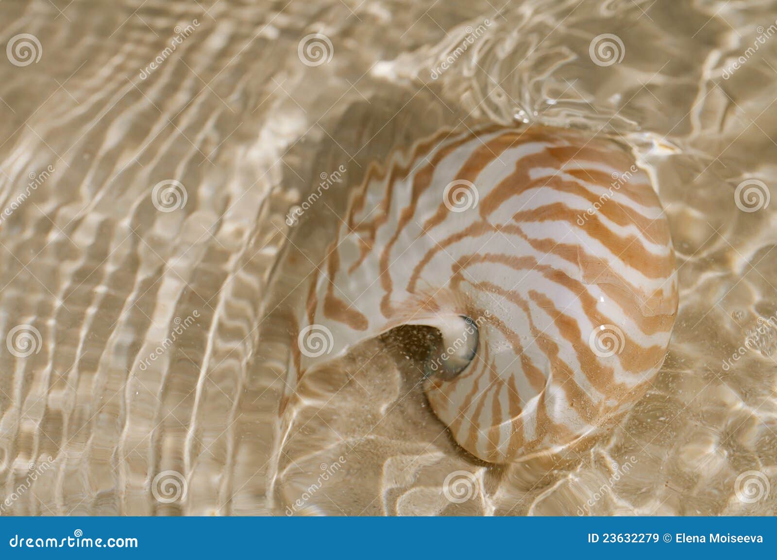 Nautilus Shell in the Sea Water Stock Image - Image of sand, nautili ...