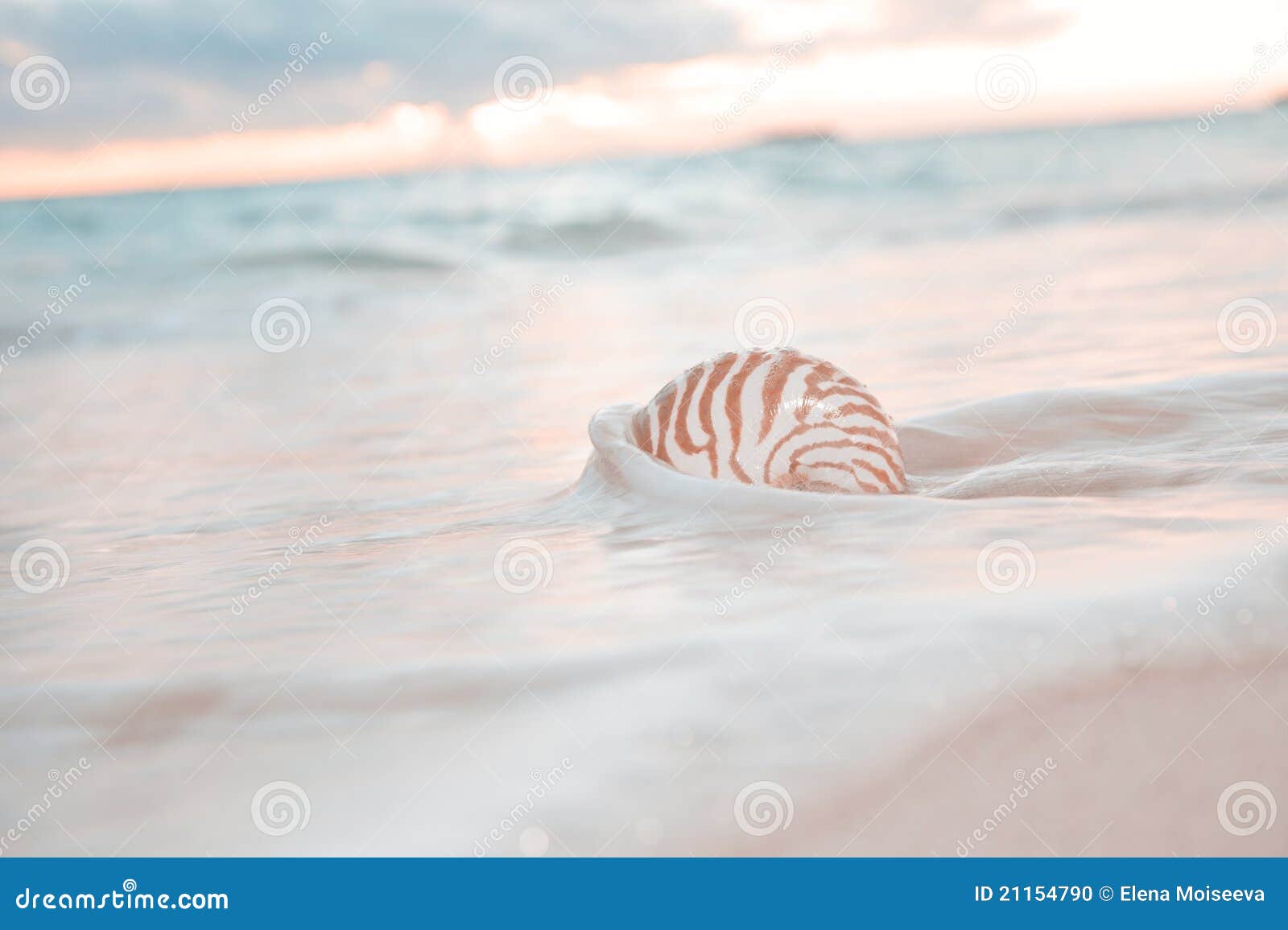 Nautilus Shell in the Sea Wave Stock Photo - Image of copy, sand: 21154790