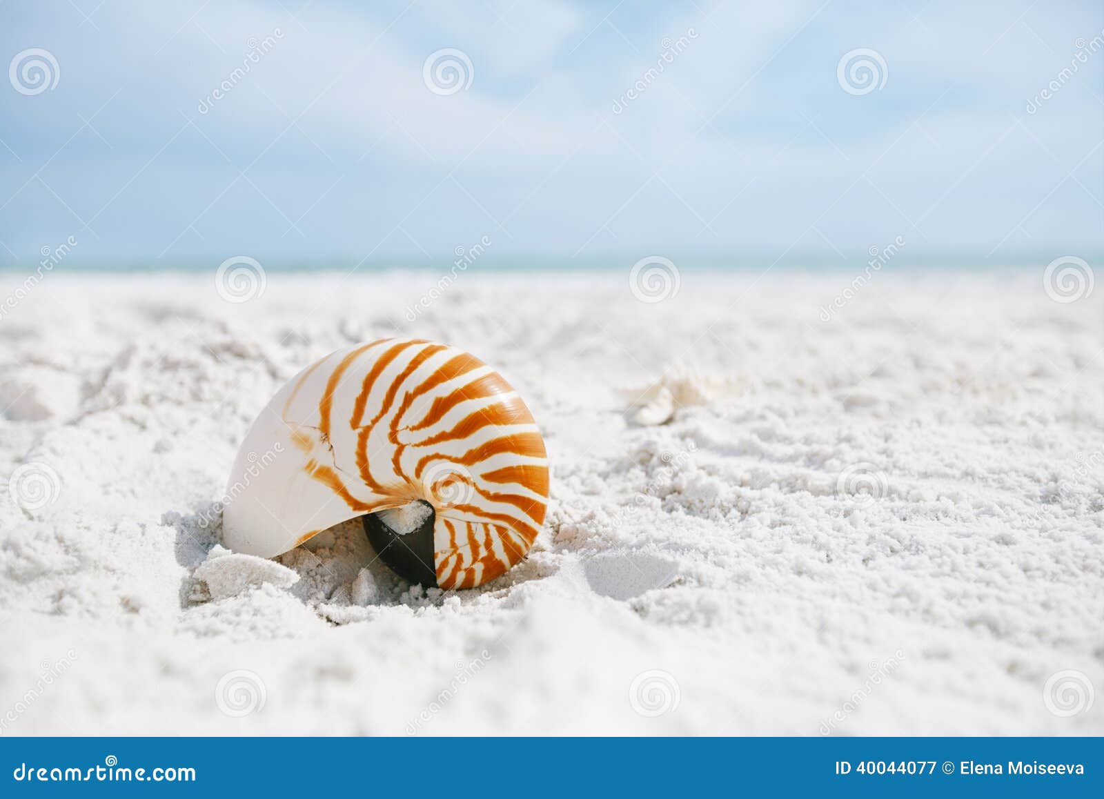 Nautilus Shell with Sea Wave, Florida Beach Under the Sun Ligh Stock ...