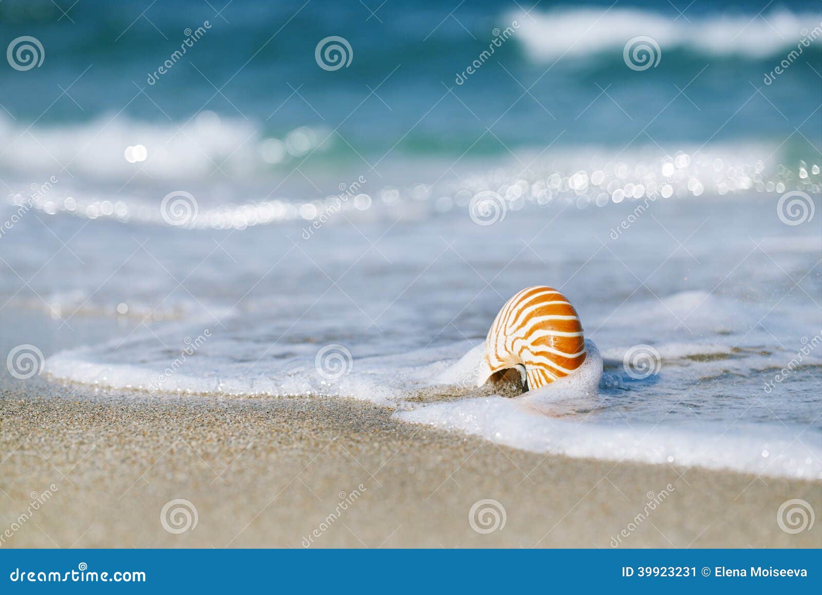 Shell With Wave Royalty-Free Stock Photography | CartoonDealer.com ...
