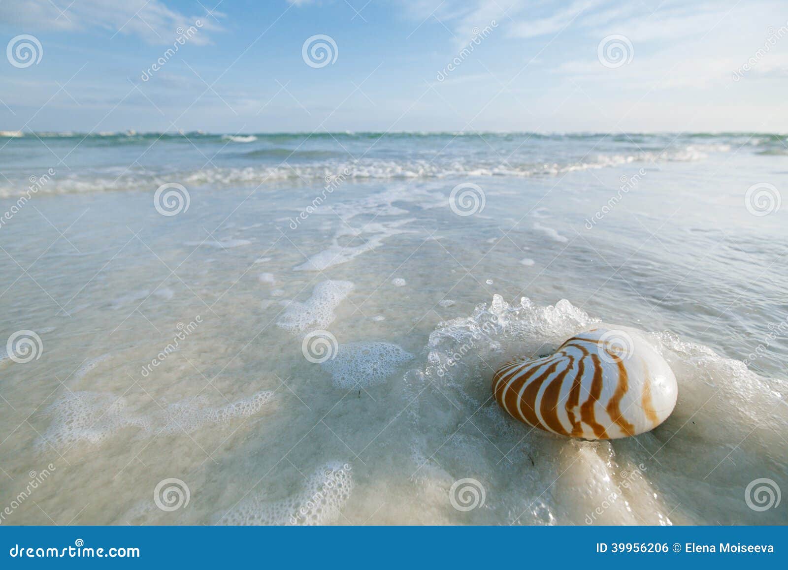 Shell With Wave Royalty-Free Stock Photography | CartoonDealer.com ...