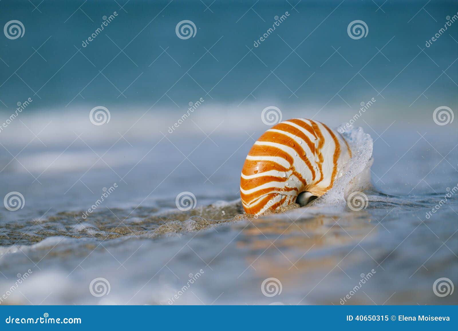 Nautilus Shell with Sea Wave, Florida Beach Under the Sun Ligh Stock ...