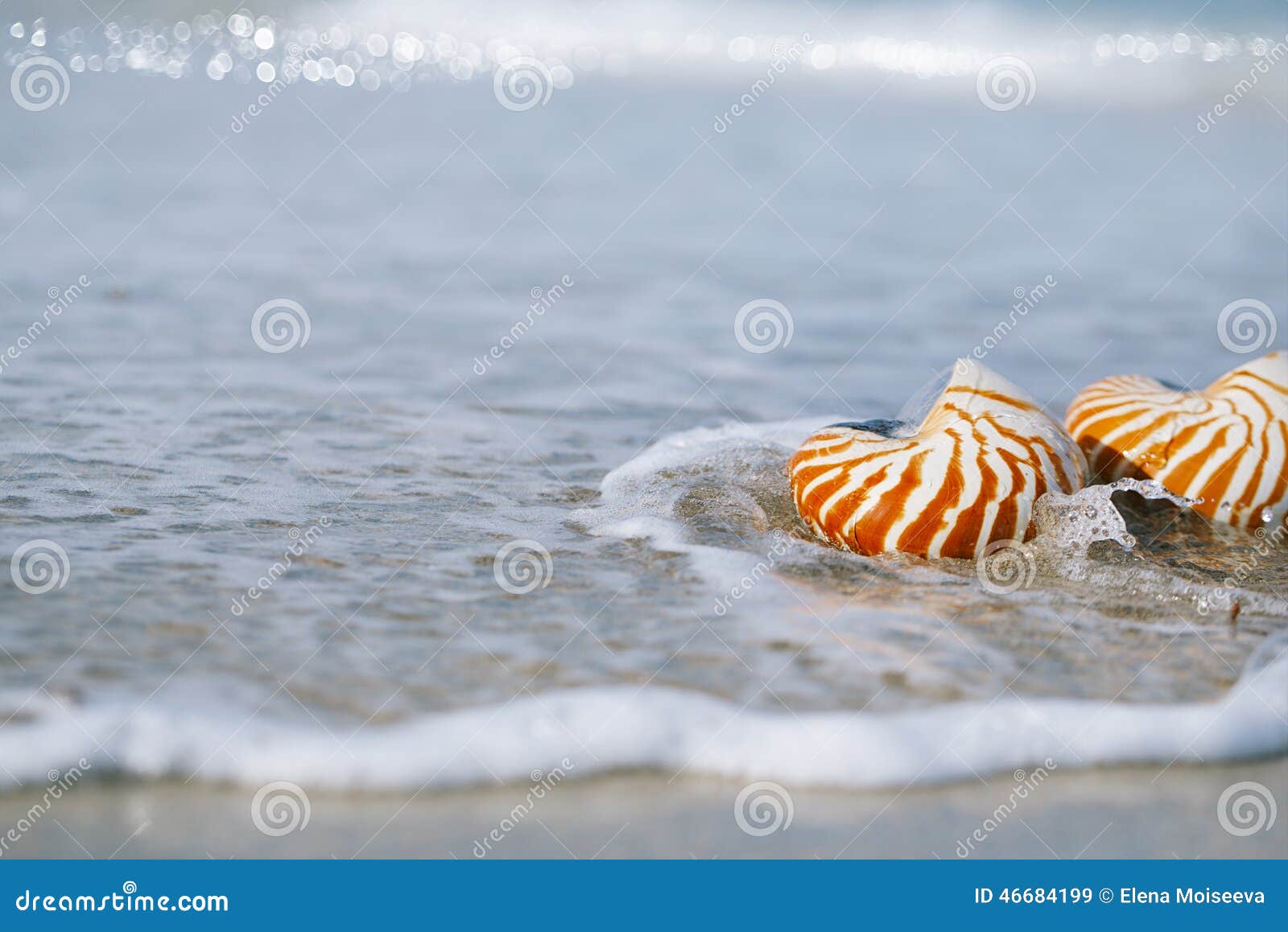 Nautilus Shell with Sea Wave, Florida Beach Under the Sun Ligh Stock ...