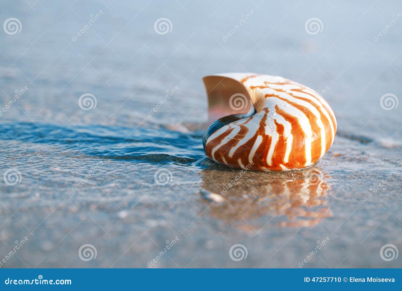 The Beach Under The Blue Sky, The Laver And Oyster Farms Are On The ...