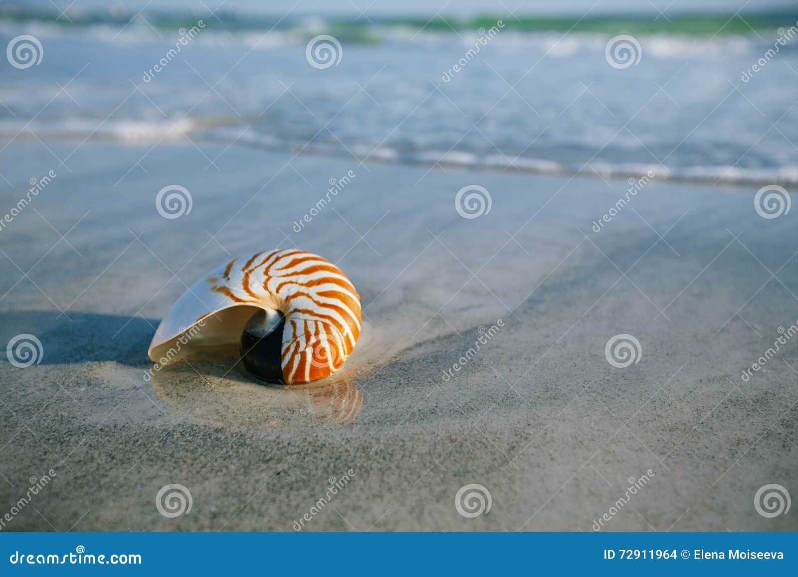 Nautilus Shell with Sea Wave, Florida Beach Under the Sun Ligh Stock ...