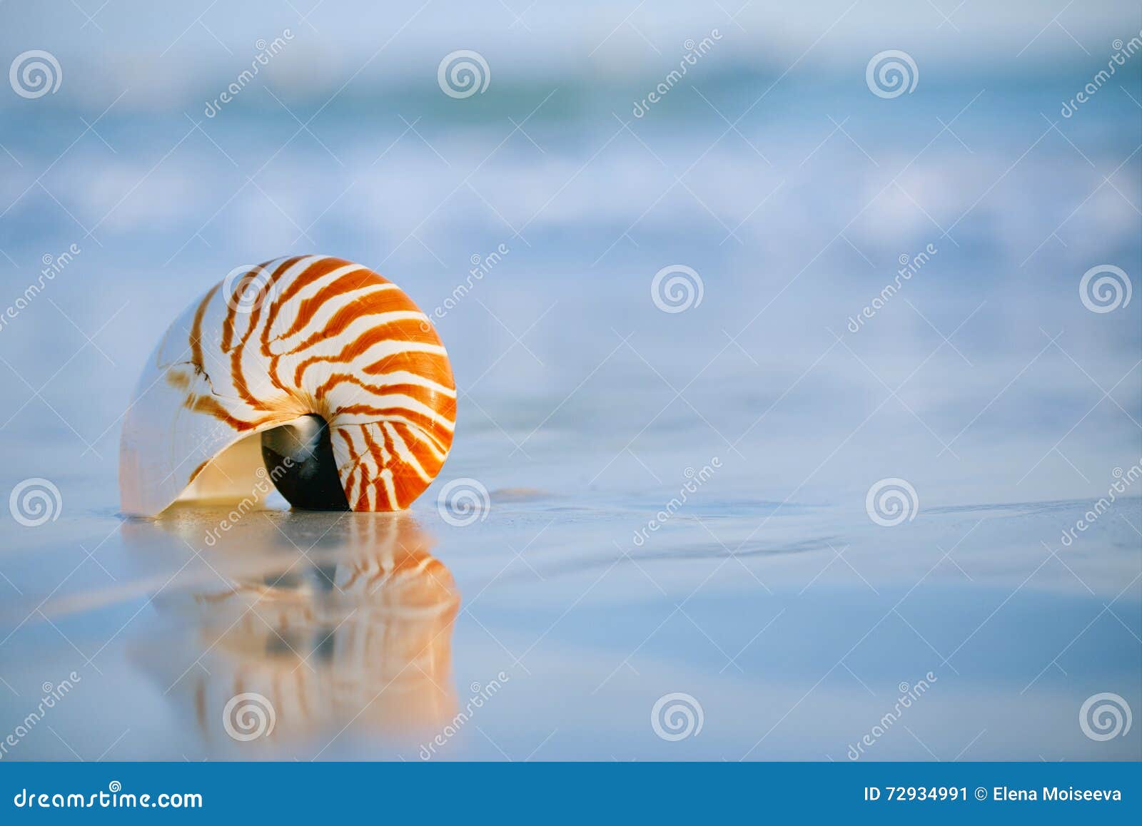 Nautilus Shell with Sea Wave, Florida Beach Under the Sun Ligh Stock ...