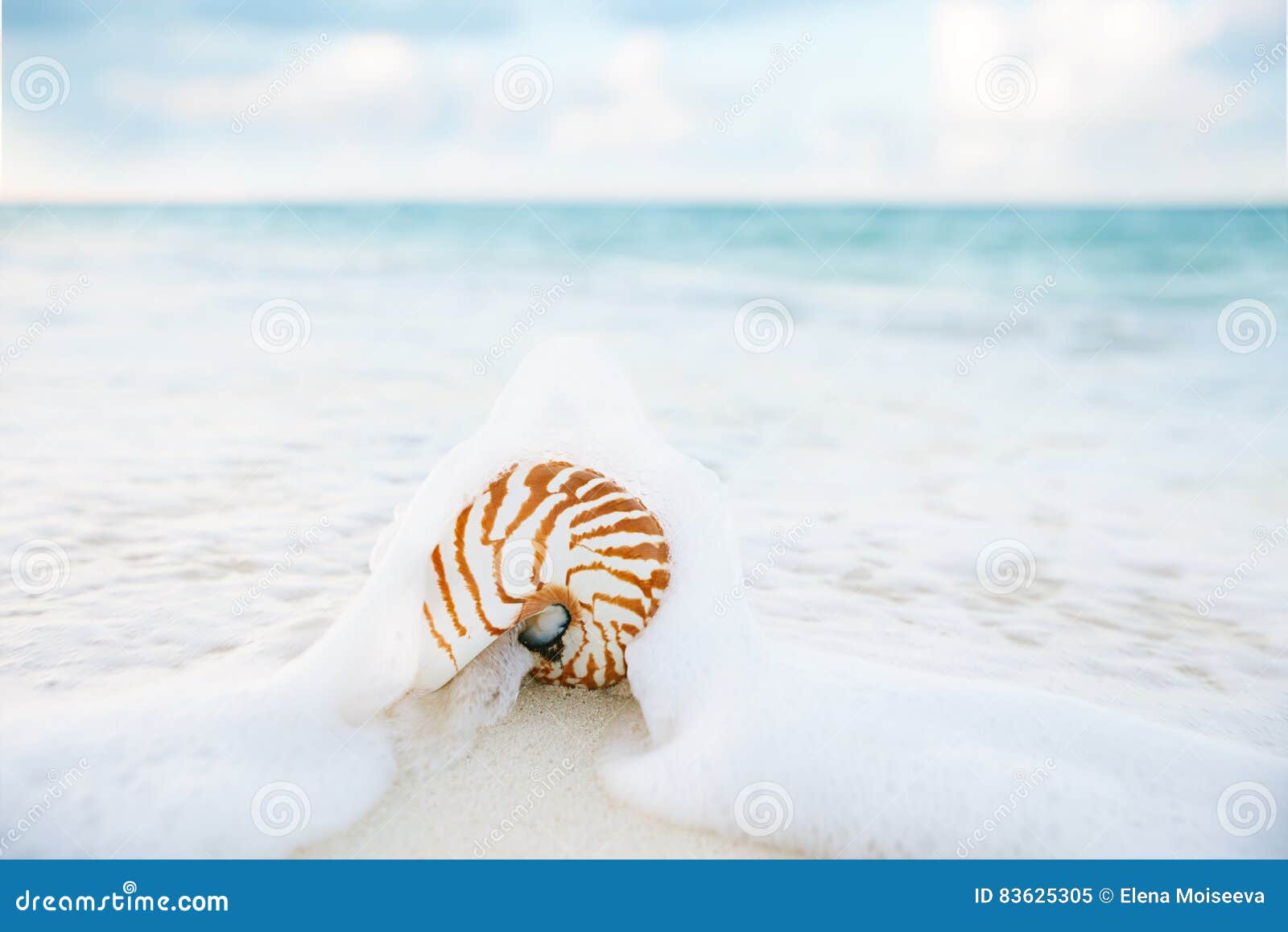 Nautilus Shell Sea Waves, Live Action Stock Image - Image of outdoors ...