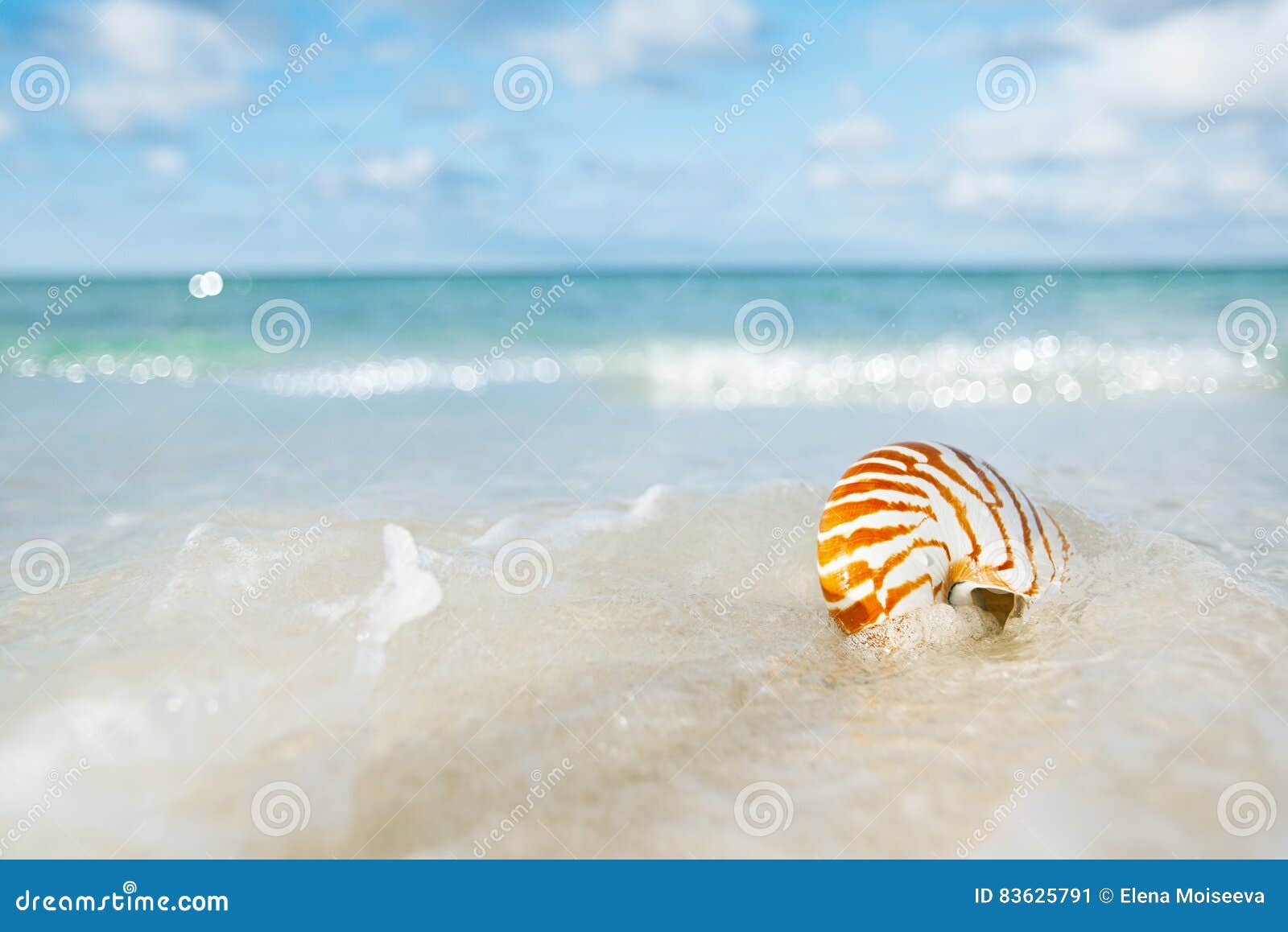 Nautilus Shell Sea Waves, Live Action Stock Image - Image of live ...