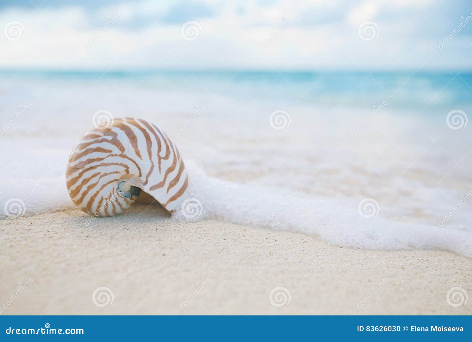 Nautilus Shell Sea Waves, Live Action Stock Photo - Image of leisure ...
