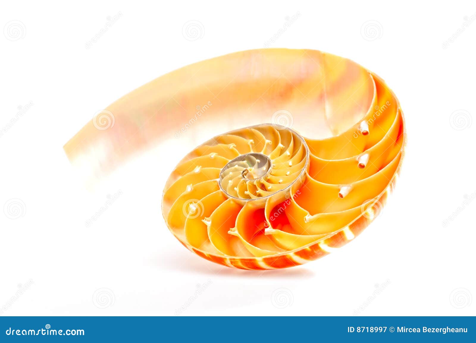 Nautilus shell section stock image. Image of natural, shape - 8718997