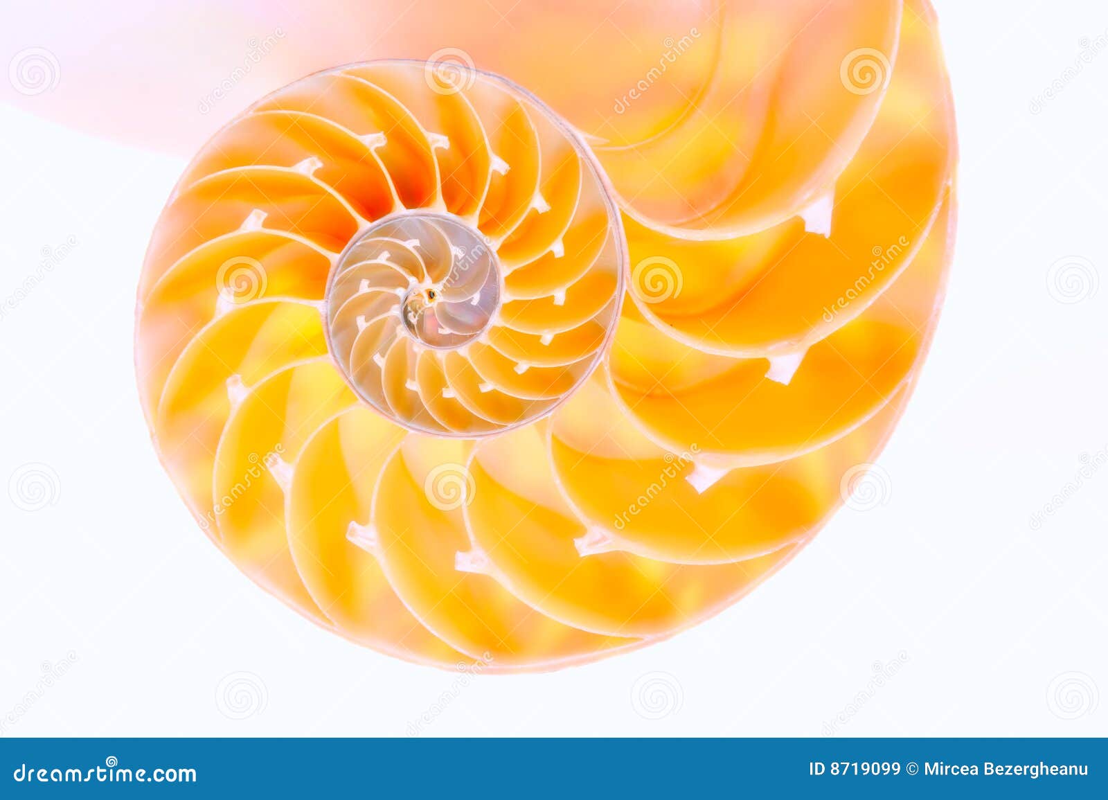Nautilus shell section stock image. Image of biology, geometry - 8719099