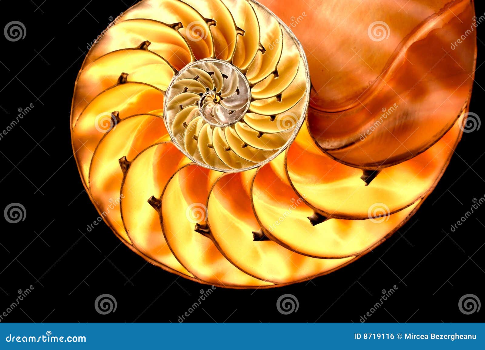 Nautilus shell section stock photo. Image of marine, mathematical - 8719116