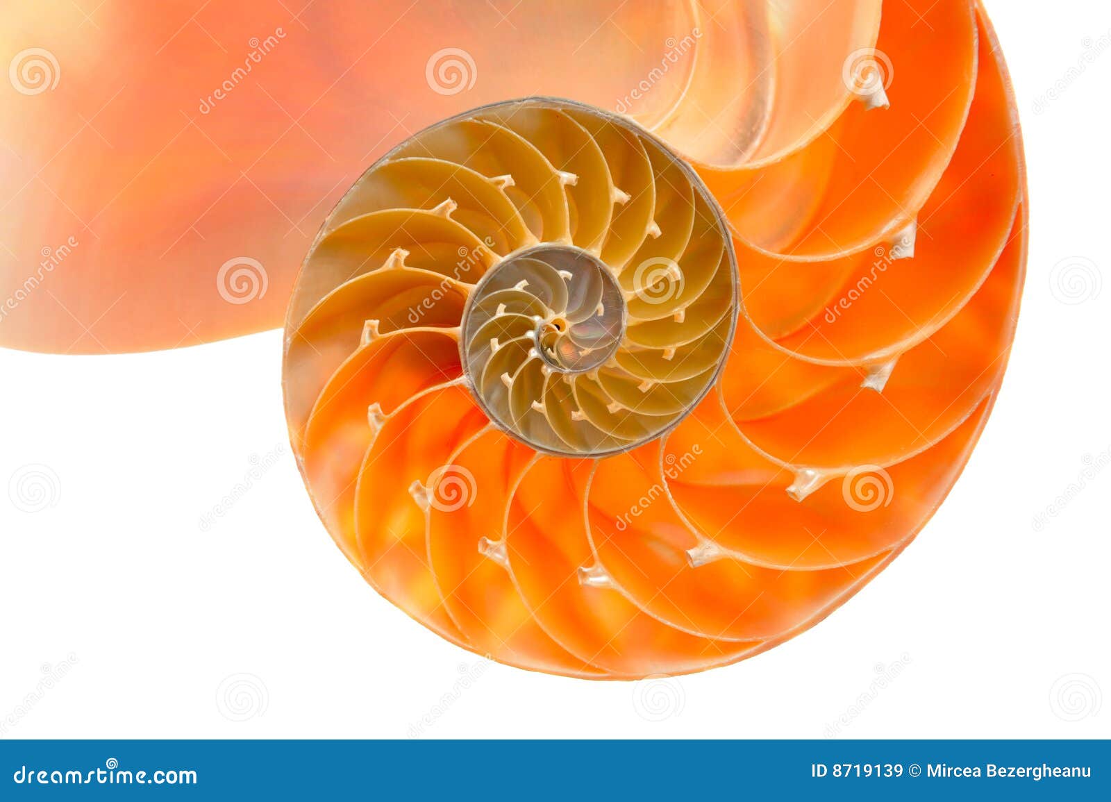 Nautilus shell section stock image. Image of curves, abstract - 8719139