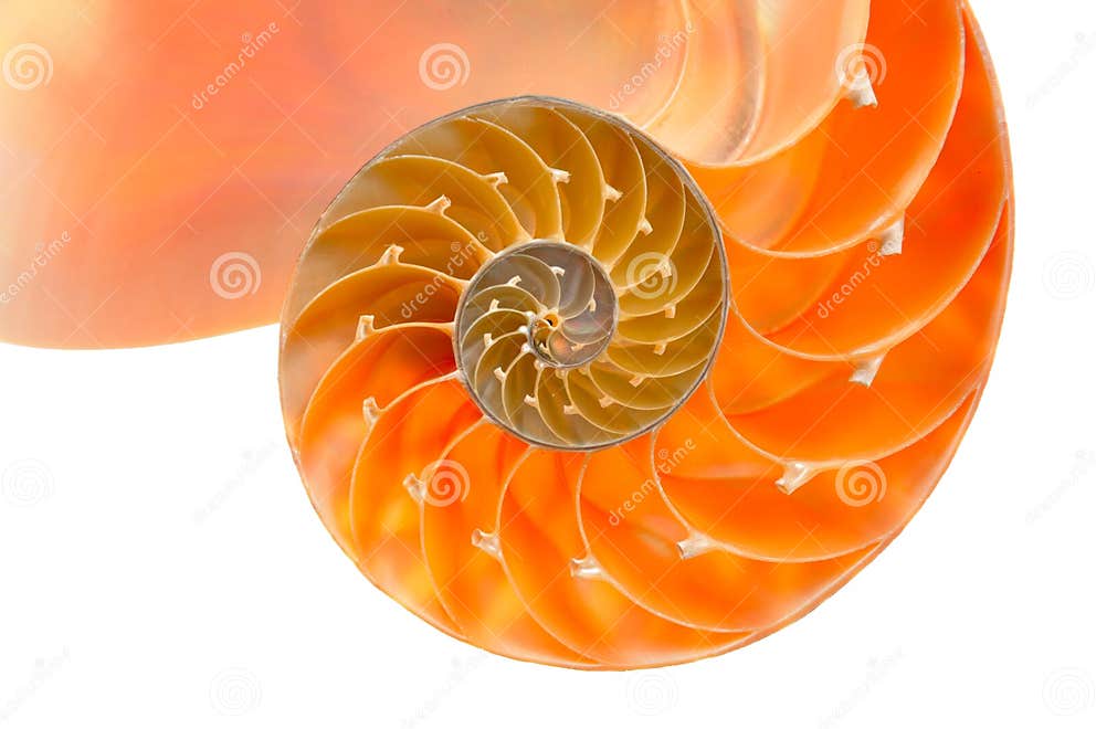Nautilus shell section stock image. Image of curves, abstract - 8719139