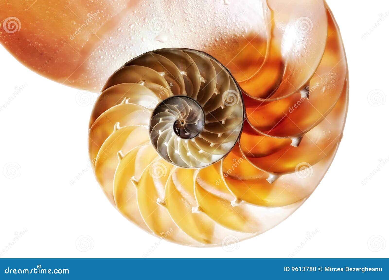 Nautilus shell section stock photo. Image of animal, detail - 9613780