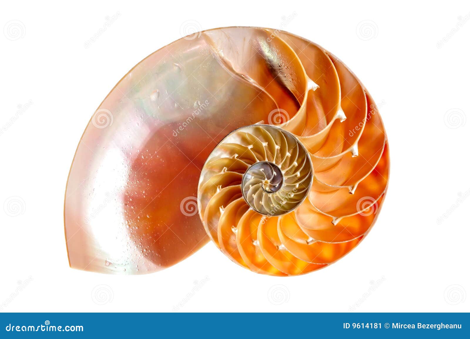 Nautilus shell section stock image. Image of biology, pattern - 9614181