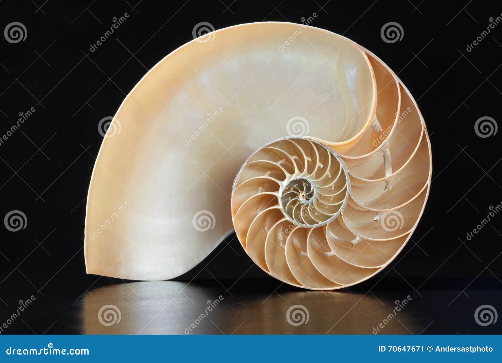 Nautilus Shell Section on Black Stock Image - Image of reflection ...
