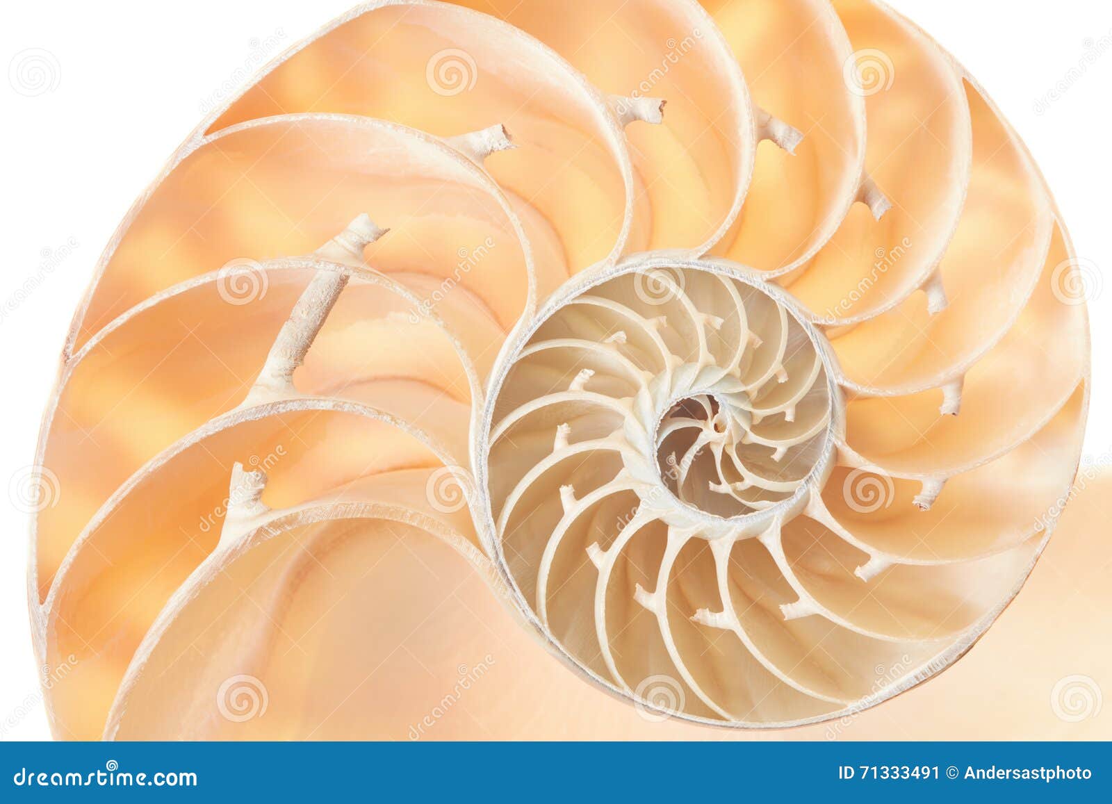 Nautilus Shell Section Detail on White Stock Image - Image of nautilus ...