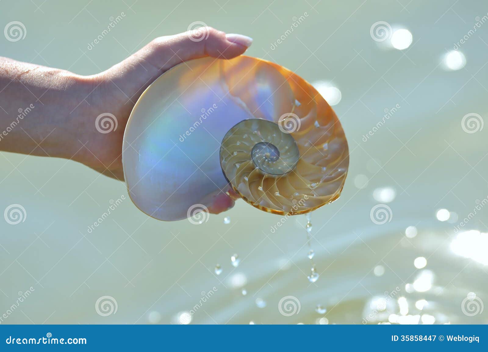 Nautilus shell section stock image. Image of biology - 35858447