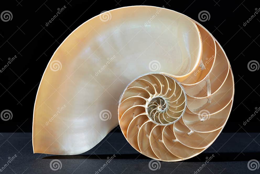 Nautilus Shell Section Pattern on Black Stock Photo - Image of marine ...