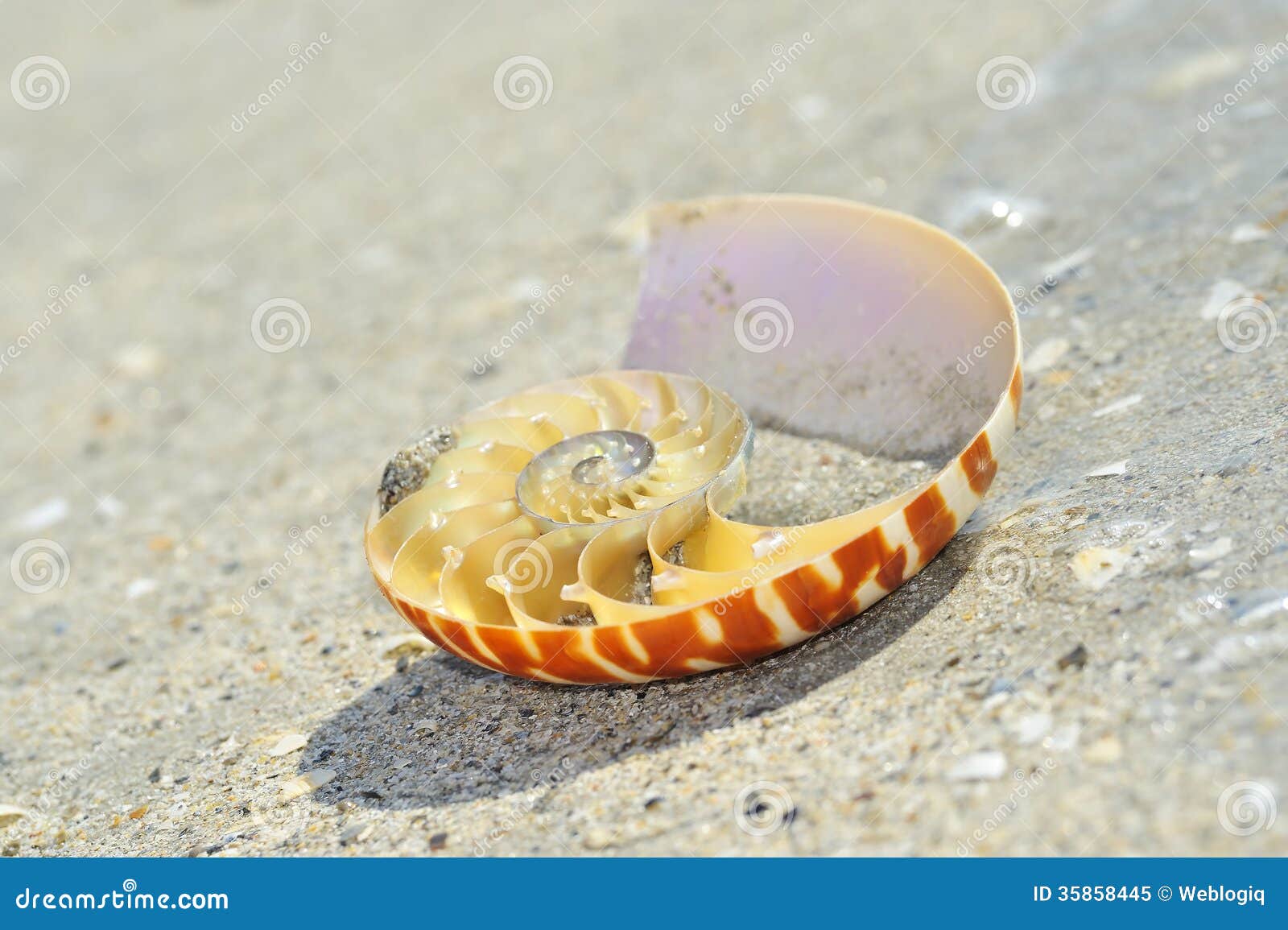 Nautilus shell section stock image. Image of ancient - 35858445