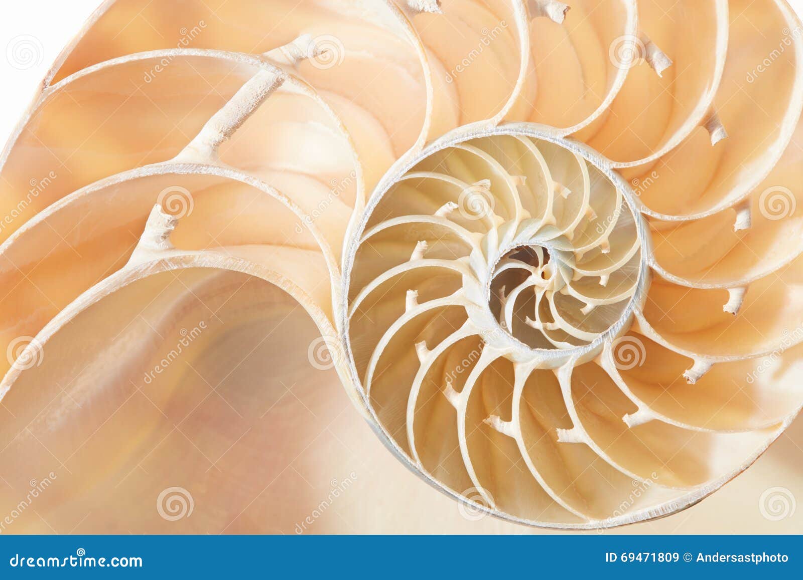 Nautilus Shell Section Texture Background Stock Image - Image of ...