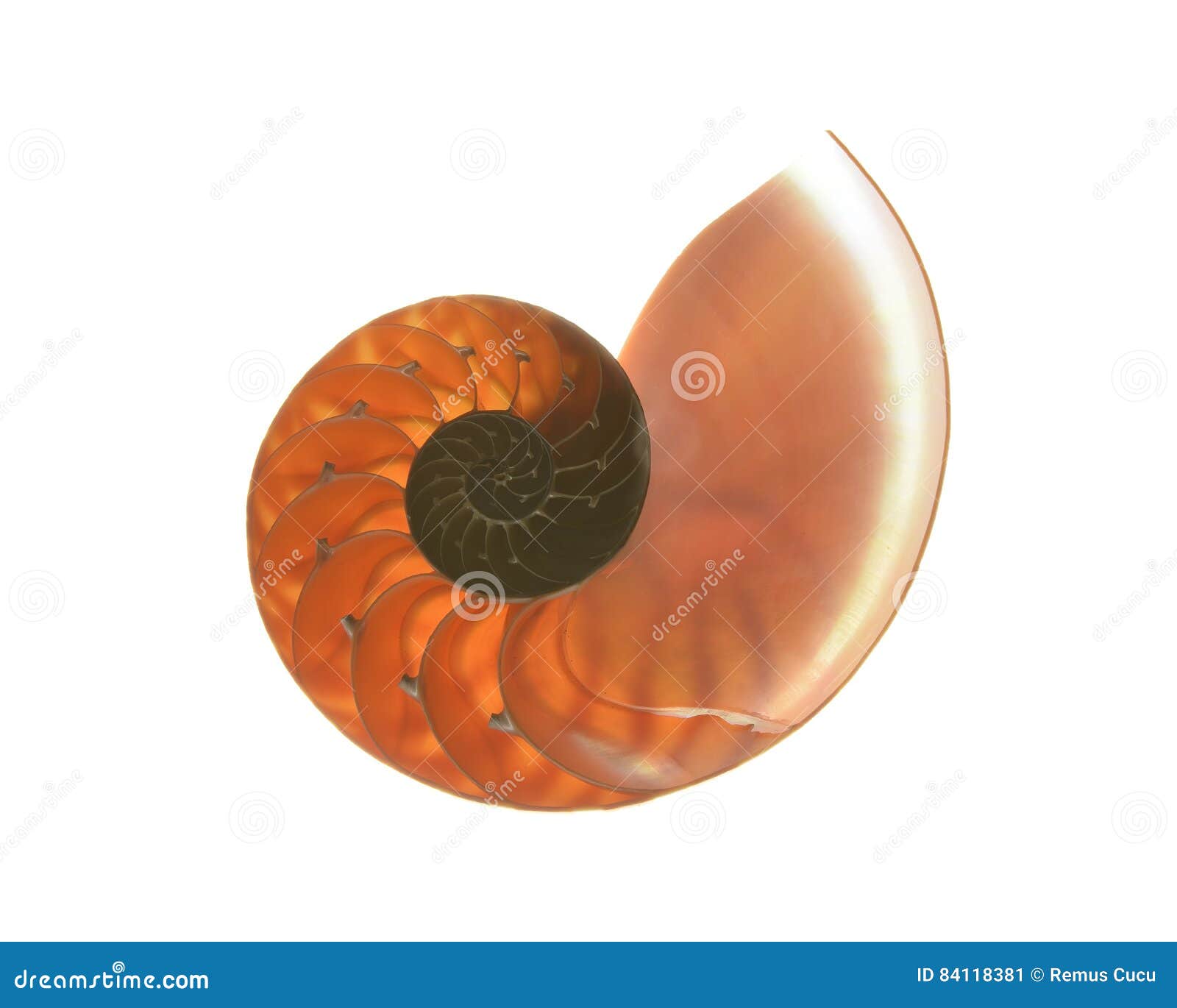 Nautilus shell section stock image. Image of curves, nautical - 84118381