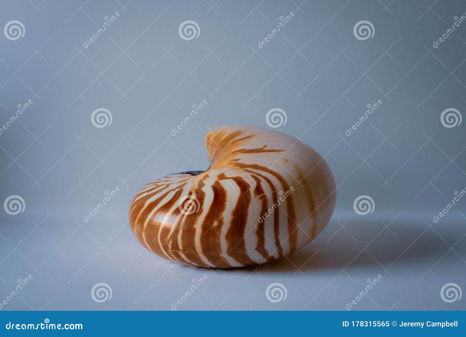 Nautilus Shell on side stock image. Image of spectacular - 178315565