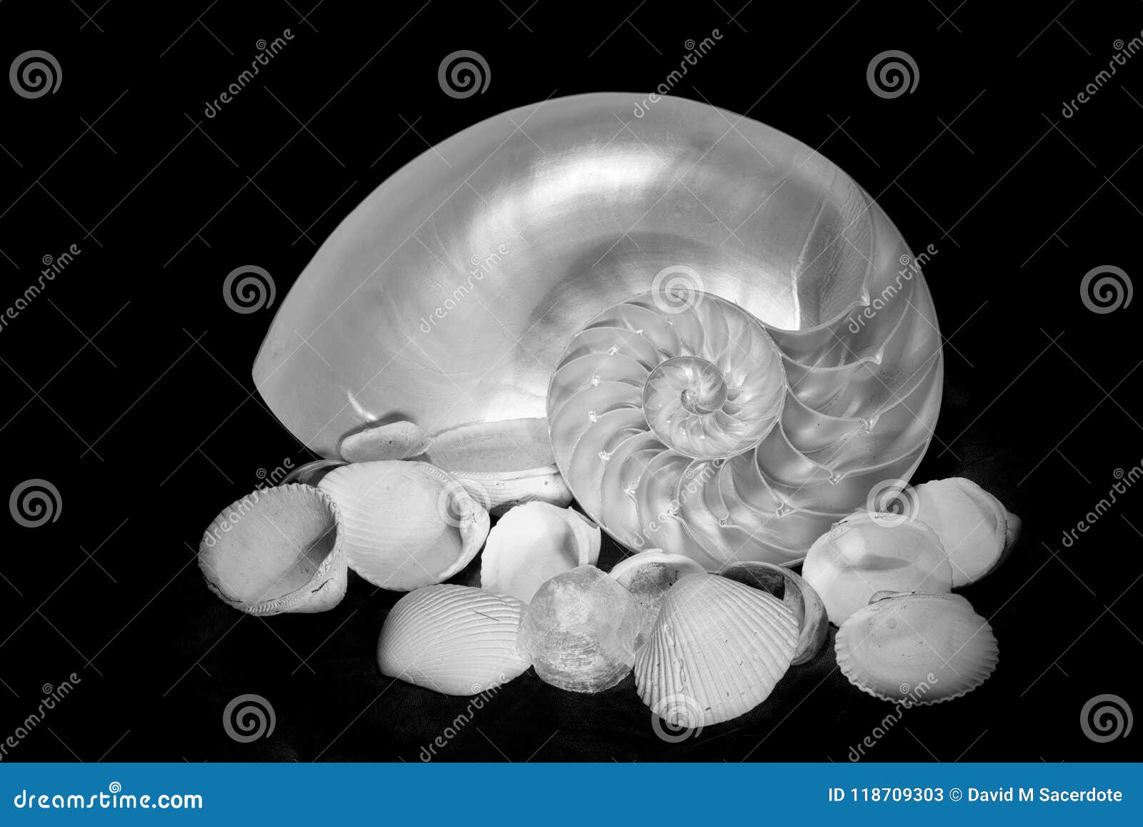 Nautilus shell still life stock image. Image of captured - 118709303