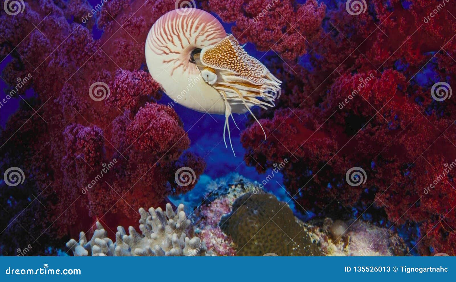Nautilus Shell Swimming In Blue Water With Coral Stock Image - Image of ...