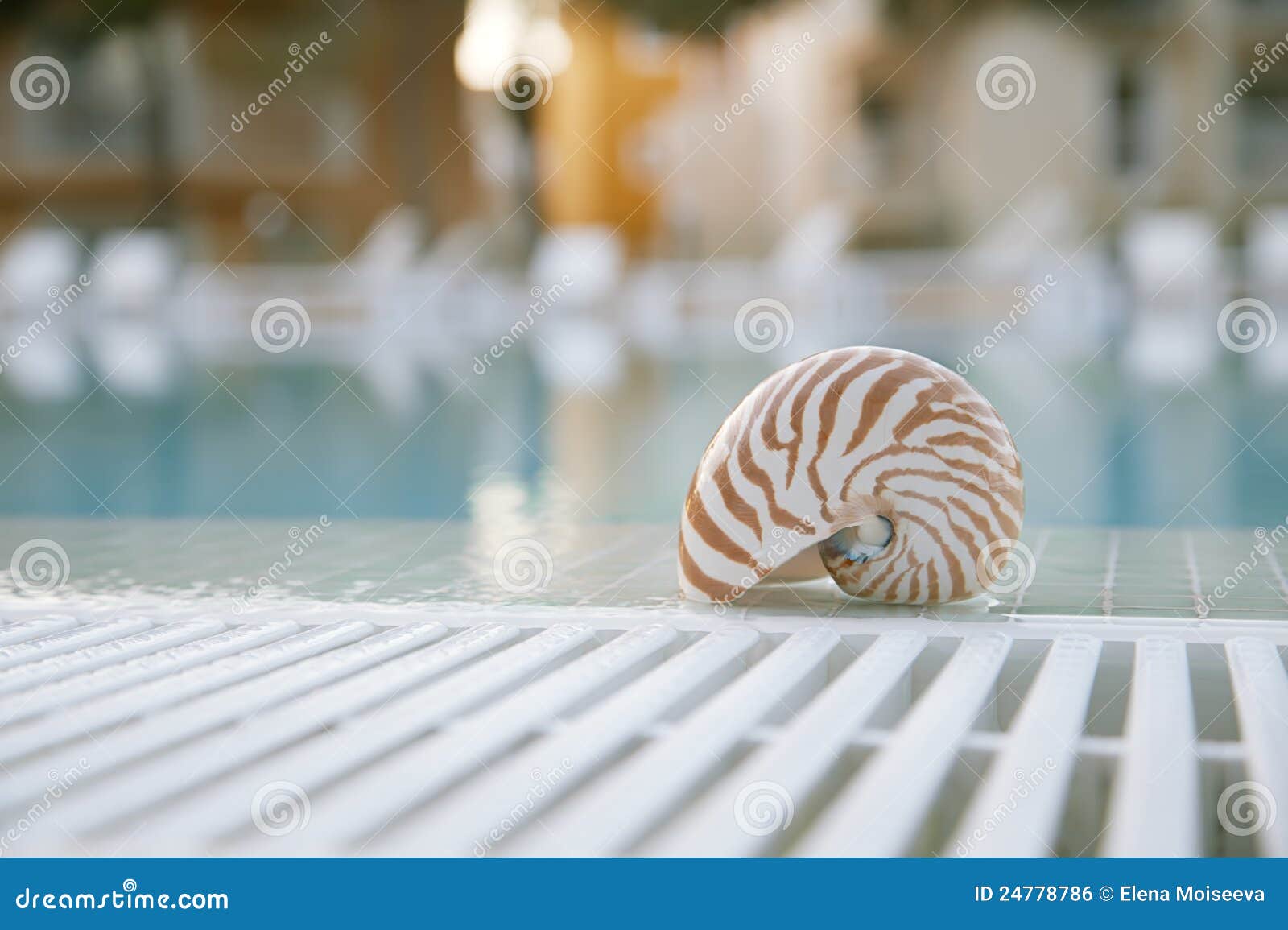 The Edge Of The Shell, Stock Photography | CartoonDealer.com #150962348