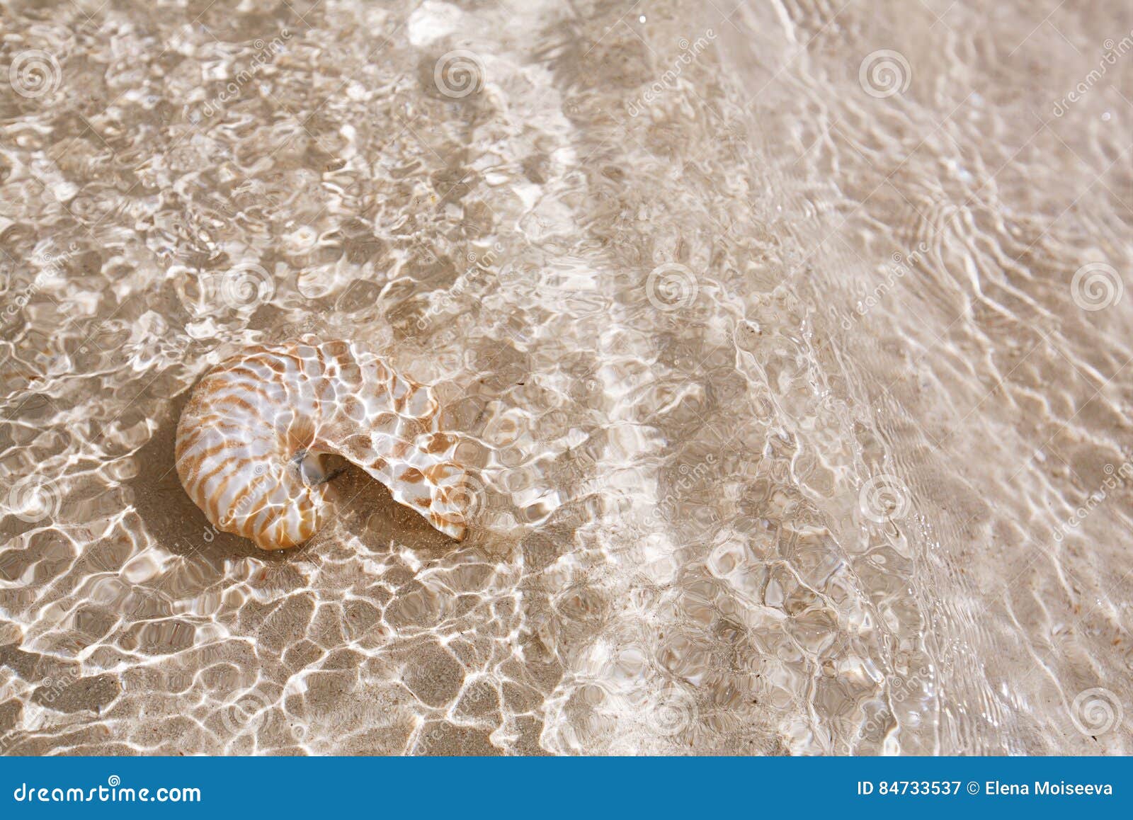 Nautilus Shell Under Sea Waves on Golden Sand Stock Image - Image of ...